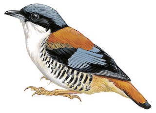 Leiothrichidae - Laughingthrushes and Allies - Birds of the World