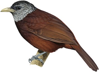 Capuchin Babbler - Turdoides atripennis - Birds of the World