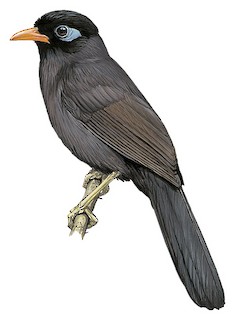 Timaliidae - Tree-Babblers, Scimitar-Babblers, and Allies - Birds of ...