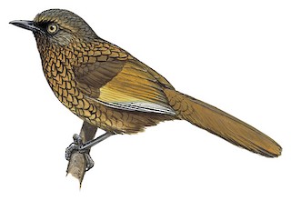 Leiothrichidae - Laughingthrushes and Allies - Birds of the World
