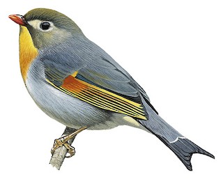 Leiothrichidae - Laughingthrushes and Allies - Birds of the World