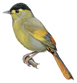 Leiothrichidae - Laughingthrushes and Allies - Birds of the World