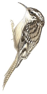 Bar-tailed Treecreeper - Certhia himalayana - Birds of the World