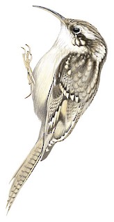 Bar-tailed Treecreeper - Certhia himalayana - Birds of the World