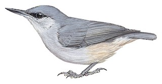 Western Rock Nuthatch - Sitta neumayer - Birds of the World
