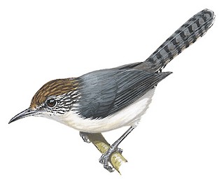 Troglodytidae - Wrens - Birds of the World