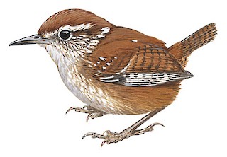 Troglodytidae - Wrens - Birds of the World