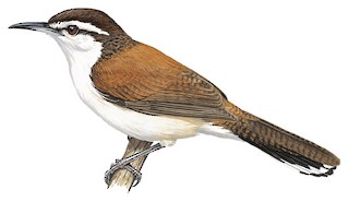 Bicolored Wren - Campylorhynchus griseus - Birds of the World