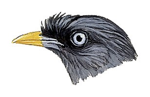 Jungle Myna - Acridotheres fuscus - Birds of the World