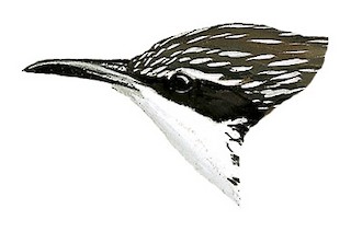 Stripe-sided Rhabdornis - Rhabdornis mystacalis - Birds of the World