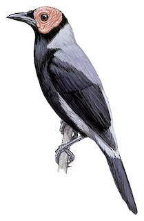 Coleto - Sarcops calvus - Birds of the World