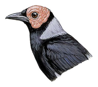 Coleto - Sarcops calvus - Birds of the World