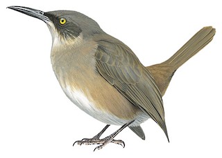 Gray Trembler - Cinclocerthia gutturalis - Birds of the World