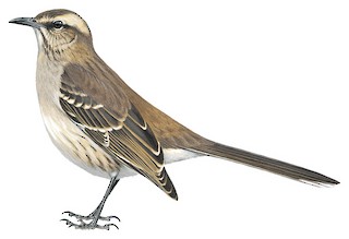 Mimidae - Mockingbirds and Thrashers - Birds of the World