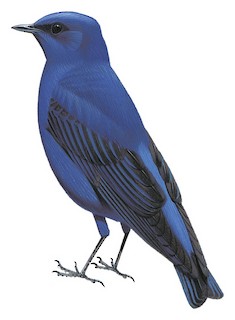 Turdidae - Thrushes and Allies - Birds of the World