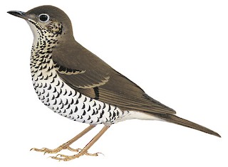 Turdidae - Thrushes and Allies - Birds of the World
