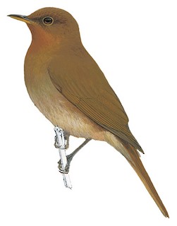 Turdidae - Thrushes and Allies - Birds of the World