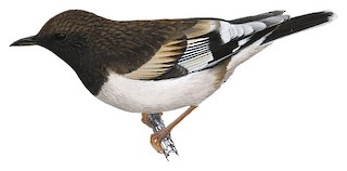 Turdidae - Thrushes and Allies - Birds of the World