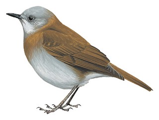 Turdidae - Thrushes and Allies - Birds of the World