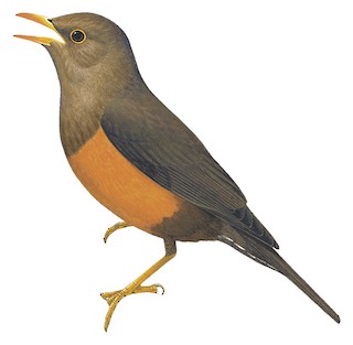 Sundaic Island-Thrush - Turdus javanicus - Birds of the World