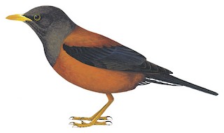 Chestnut Thrush - Turdus rubrocanus - Birds of the World