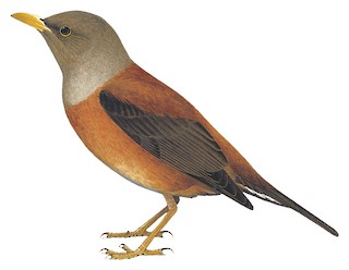 Chestnut Thrush - Turdus rubrocanus - Birds of the World