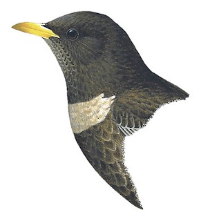 Ring Ouzel - Turdus torquatus - Birds of the World