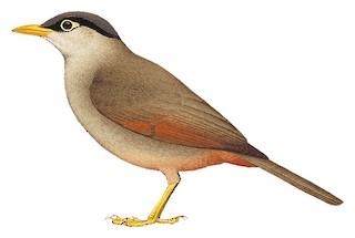 Sulawesi Thrush - Turdus turdoides - Birds of the World
