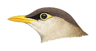 Sulawesi Thrush - Turdus turdoides - Birds of the World