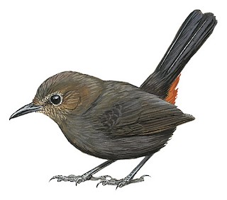 Indian Robin - Copsychus fulicatus - Birds of the World