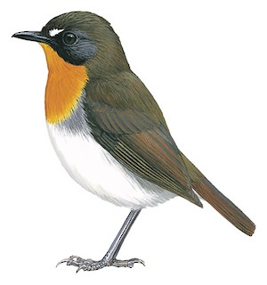 Orange-breasted Forest Robin - Stiphrornis erythrothorax - Birds of the ...