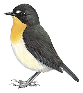 Orange-breasted Forest Robin - Stiphrornis erythrothorax - Birds of the ...