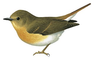 Rufous-chested Flycatcher - Ficedula dumetoria - Birds of the World