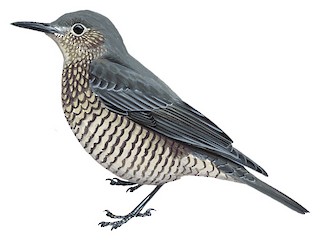 Blue Rock-Thrush - Monticola solitarius - Birds of the World