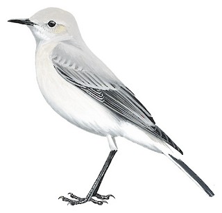 Karoo Chat - Emarginata schlegelii - Birds of the World