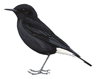 Mourning Wheatear - Oenanthe lugens - Birds of the World