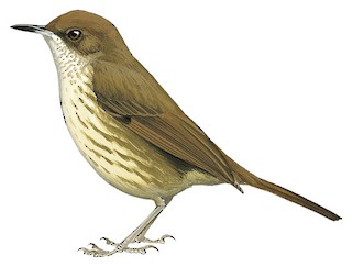 Modulatricidae - Dapple-throat and Allies - Birds of the World