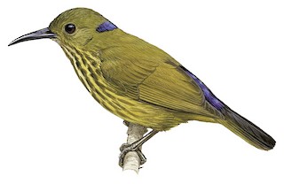 Purple-naped Spiderhunter - Kurochkinegramma hypogrammicum - Birds of ...