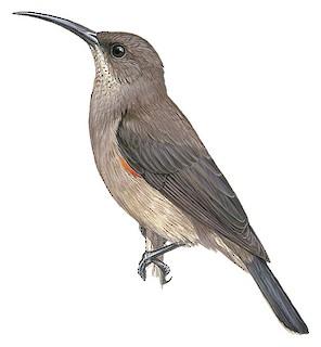 Red-tufted Sunbird - Nectarinia johnstoni - Birds of the World