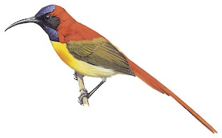 Fire-tailed Sunbird - Aethopyga ignicauda - Birds of the World