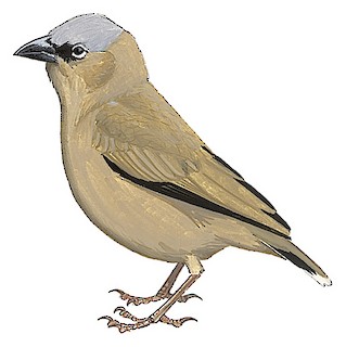 Ploceidae - Weavers and Allies - Birds of the World