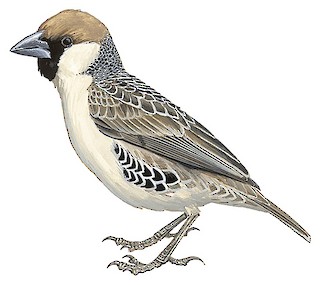 Ploceidae - Weavers and Allies - Birds of the World