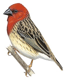 Ploceidae - Weavers and Allies - Birds of the World