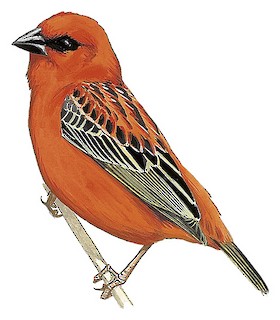Ploceidae - Weavers and Allies - Birds of the World