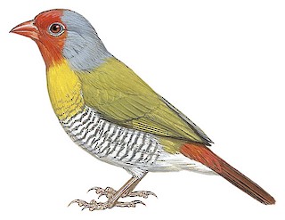 Estrildidae - Waxbills and Allies - Birds of the World