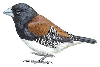 Black-and-white Mannikin - Spermestes bicolor - Birds of the World