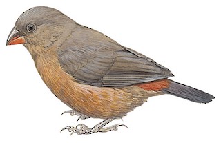 Mountain Firetail - Oreostruthus fuliginosus - Birds of the World