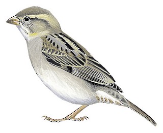 Dead Sea Sparrow - Passer moabiticus - Birds of the World
