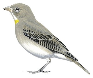 Passeridae - Old World Sparrows - Birds of the World