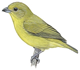 Thick-billed Euphonia - Euphonia laniirostris - Birds of the World